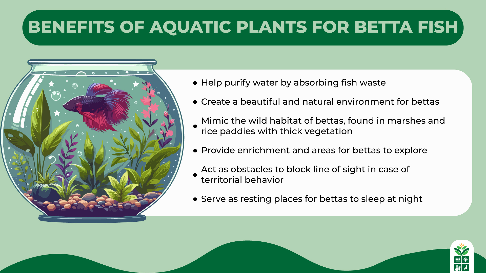 9 Best Plants for Betta Fish in Your Aquarium