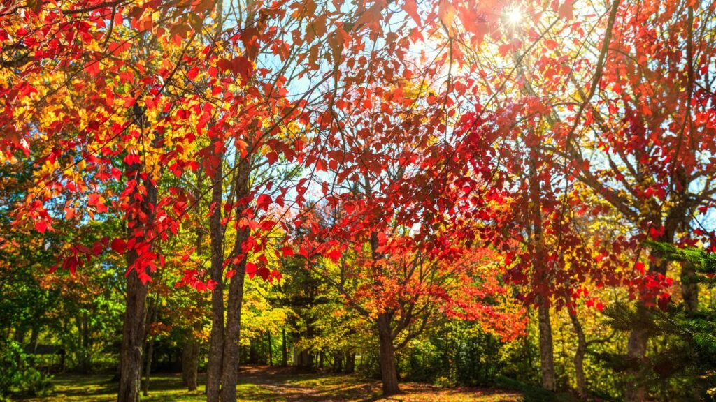 7 Best Fall Tree Colors to Light Up Your Landscape