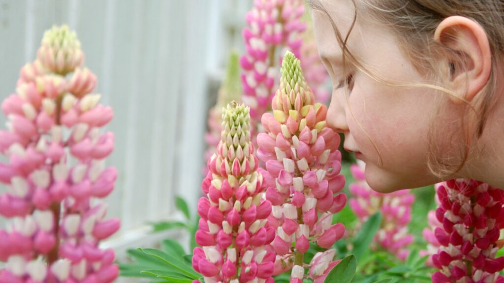 10 Best Fragrant Perennials Your Scented Garden