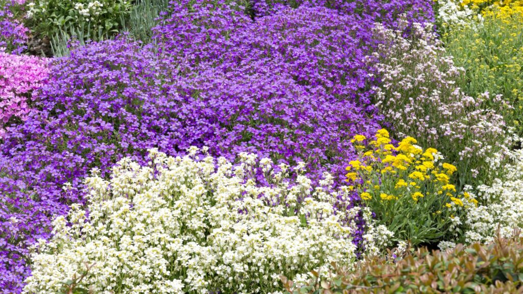 9 Best Ground Cover Plants That Transform Your Garden