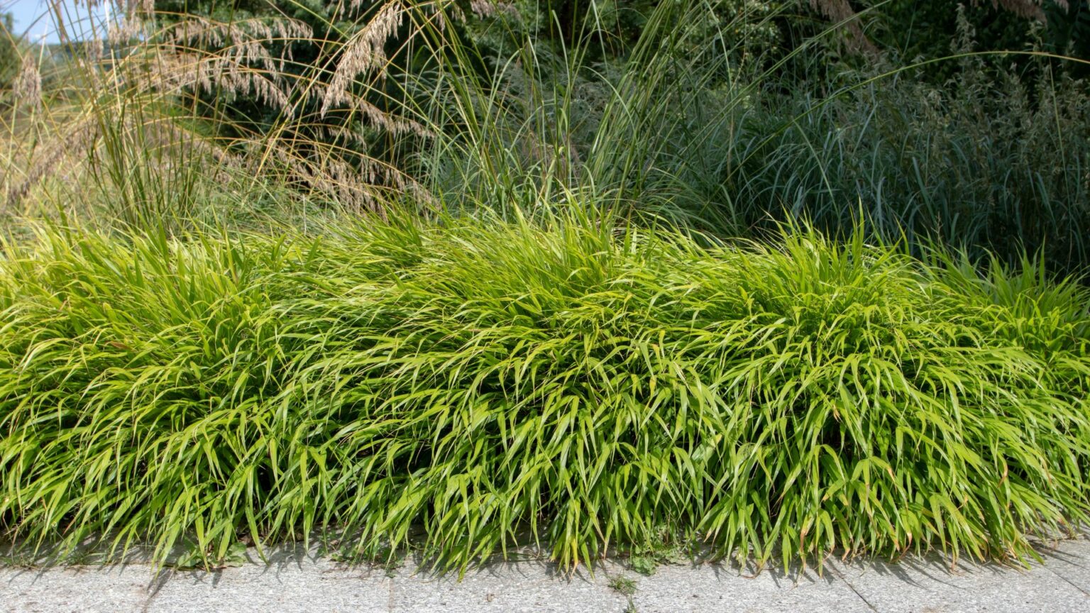 9 Best Ornamental Grasses for Your Garden