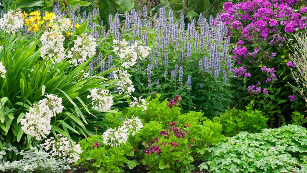 7 Best Perennials for Borders