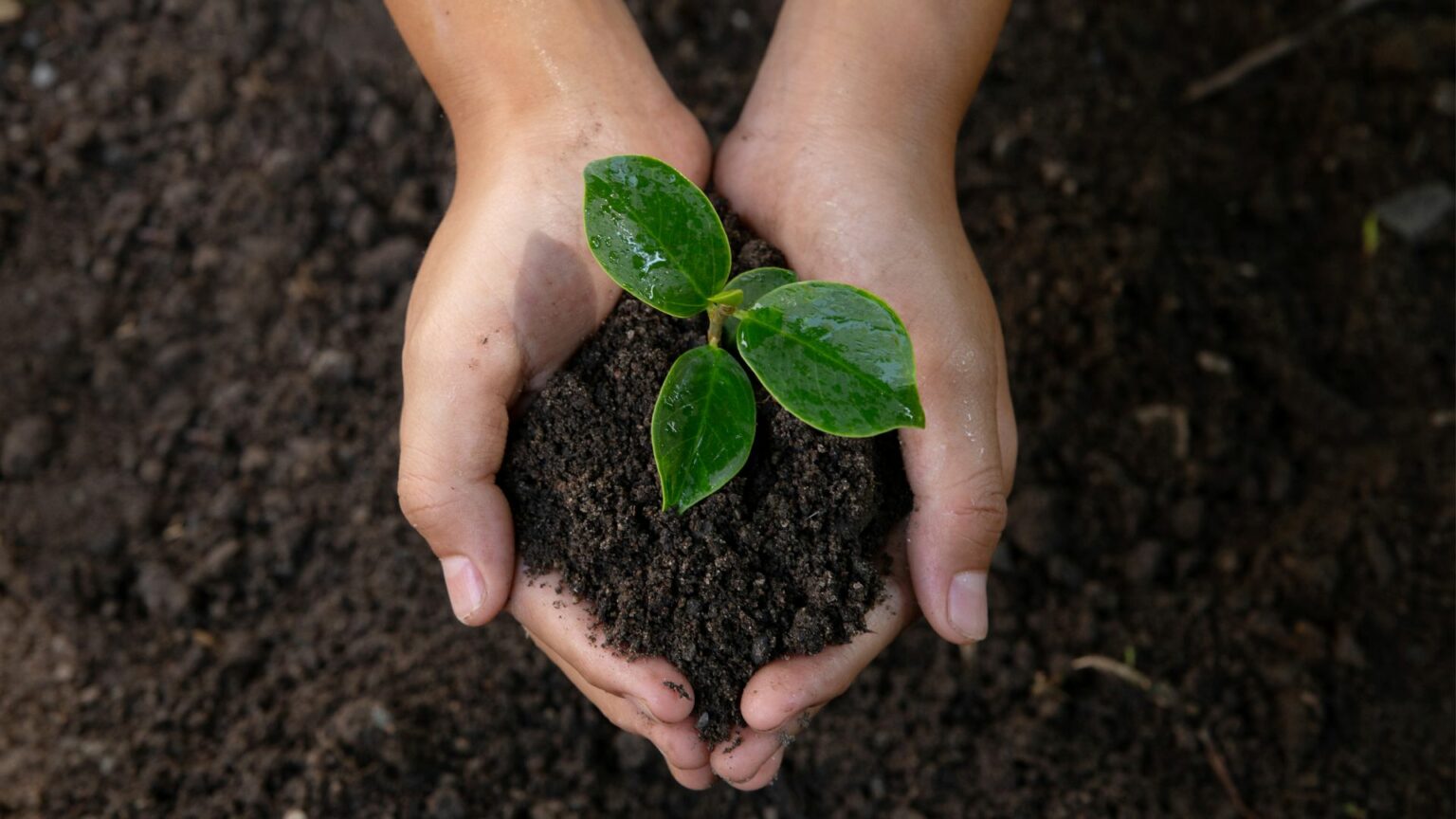 7 Best Plants for Wet Soil
