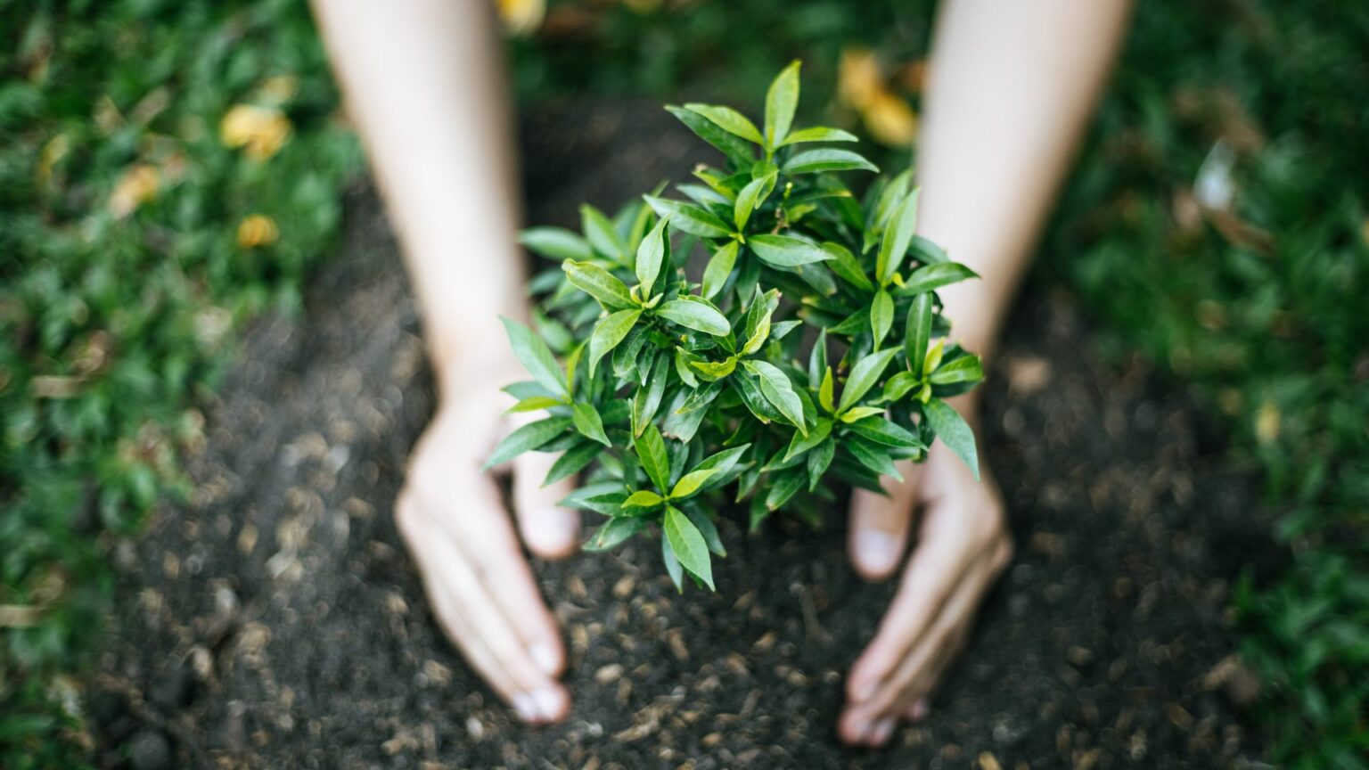 10 Best Plants to Plant in May