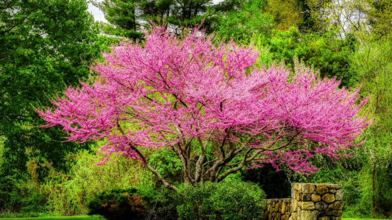 10 Best Trees to Plant in Alabama