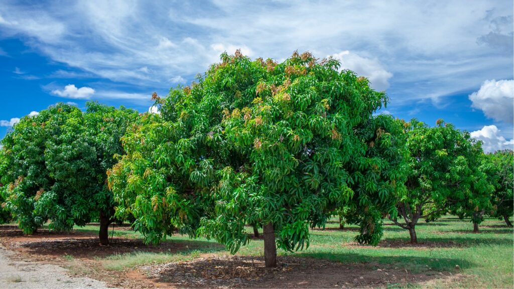 9 Best Trees to Plant in Denver