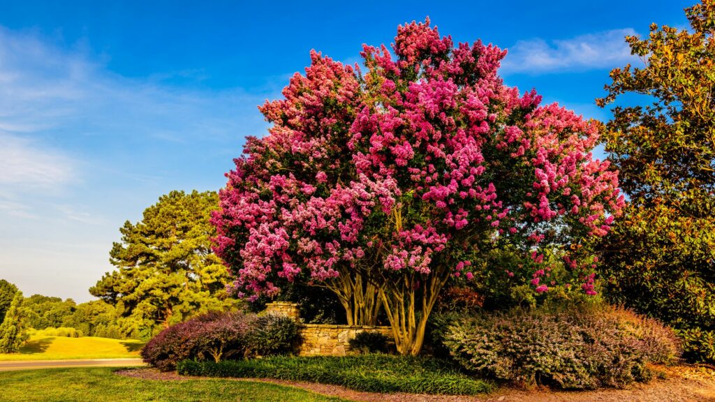 7 Best Trees to Plant in Louisiana