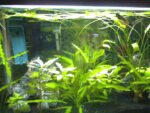 9 Best Plants for Betta Fish in Your Aquarium