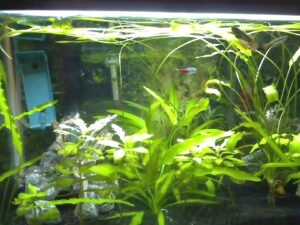 9 Best Plants for Betta Fish in Your Aquarium