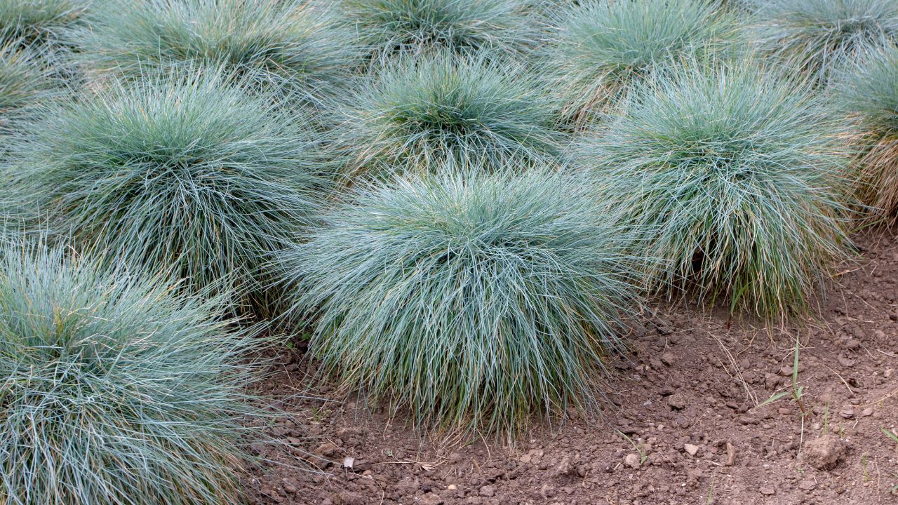 10 Best Plants for Rock Gardens