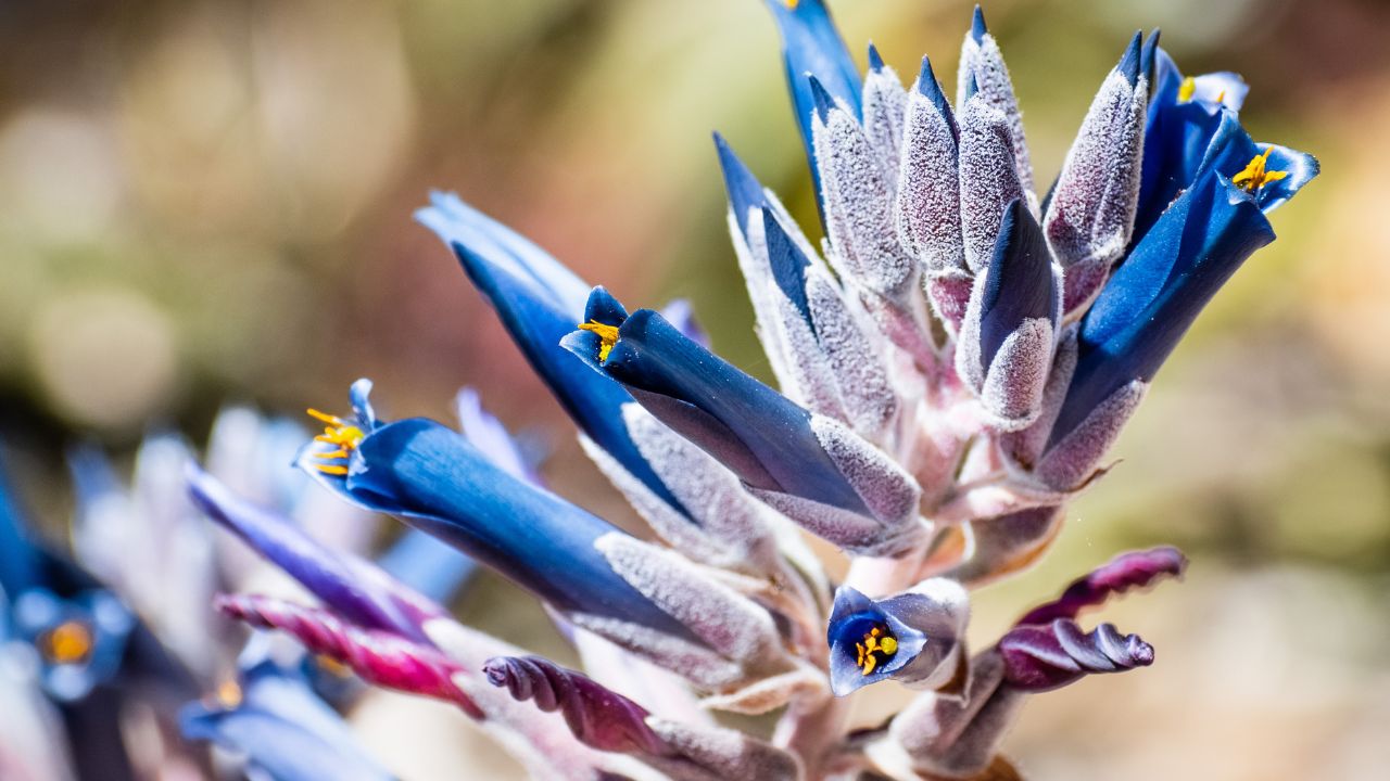 9 Rare Flowers in the World That Are Beautiful Too!