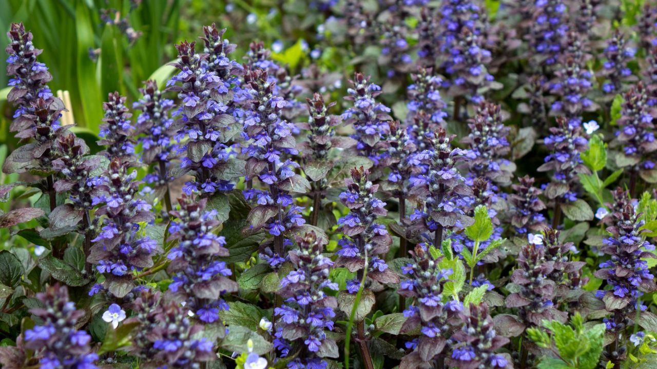 9 Best Ground Cover Plants That Transform Your Garden