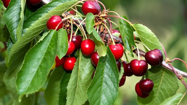 7 Trees with Red Berries in Fall