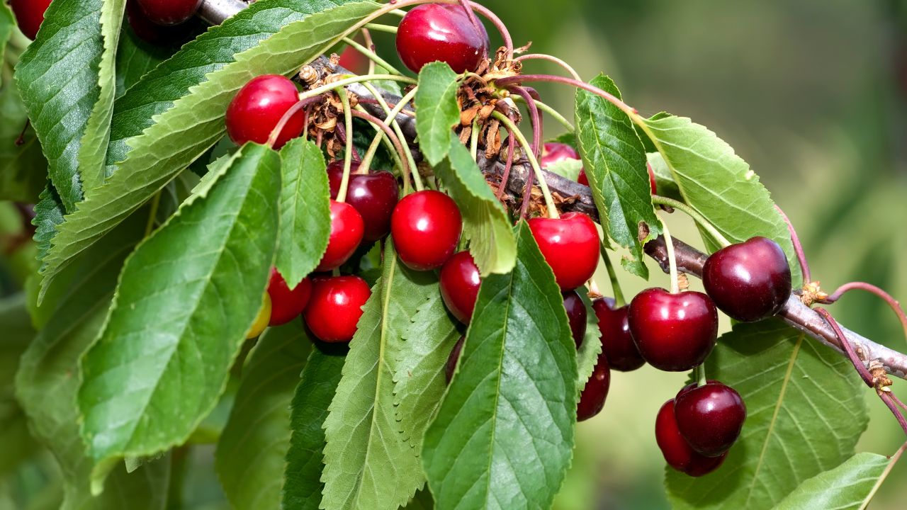 7 Trees with Red Berries in Fall