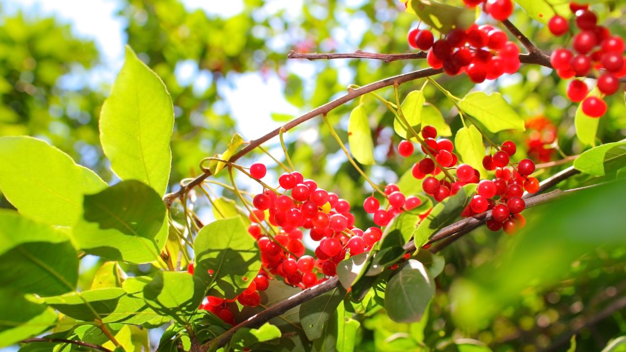 7 Trees with Red Berries in Fall