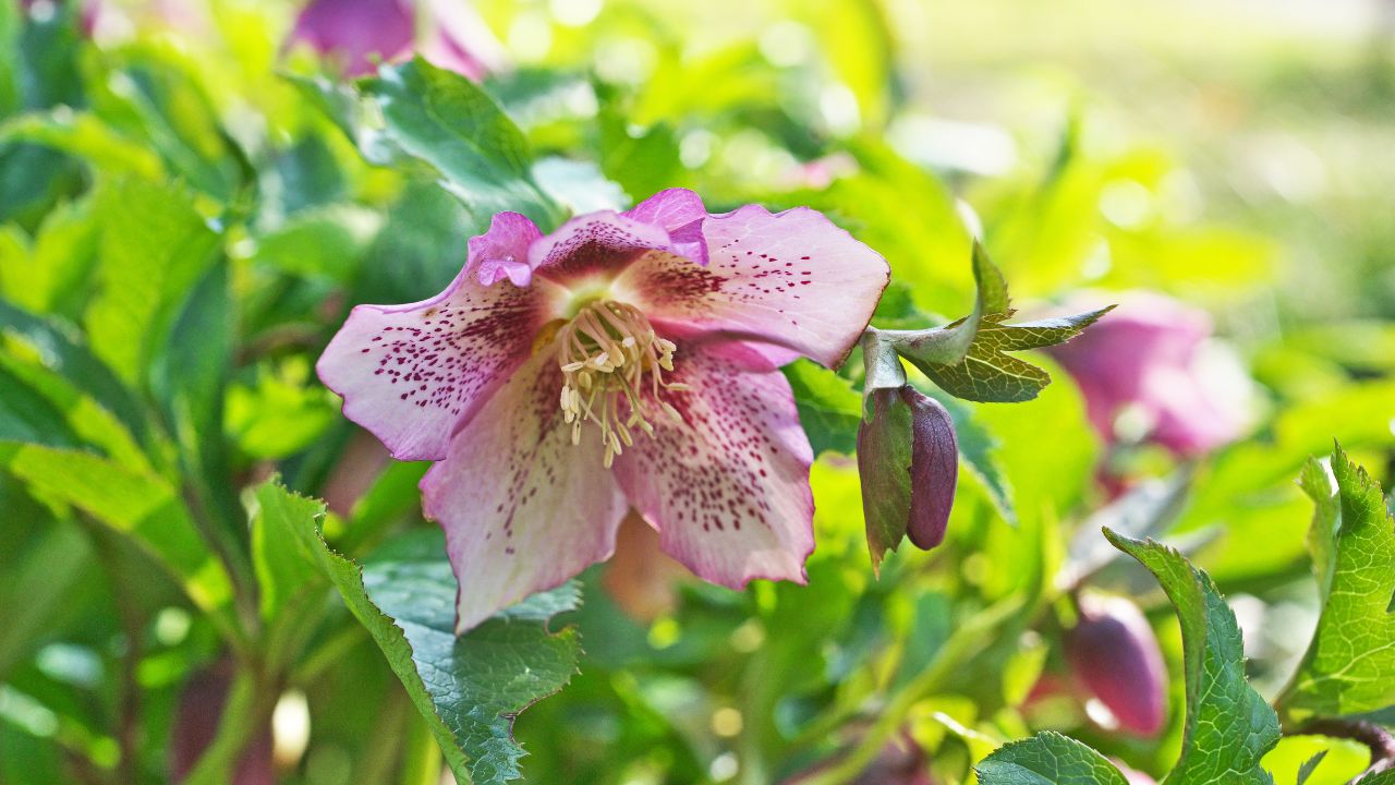 9 Best Fall Flowers to Plant in Georgia