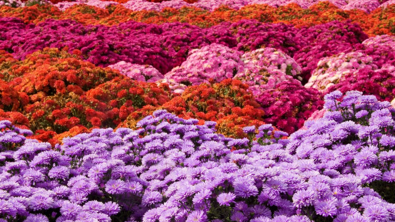 7 Best Perennials for Borders