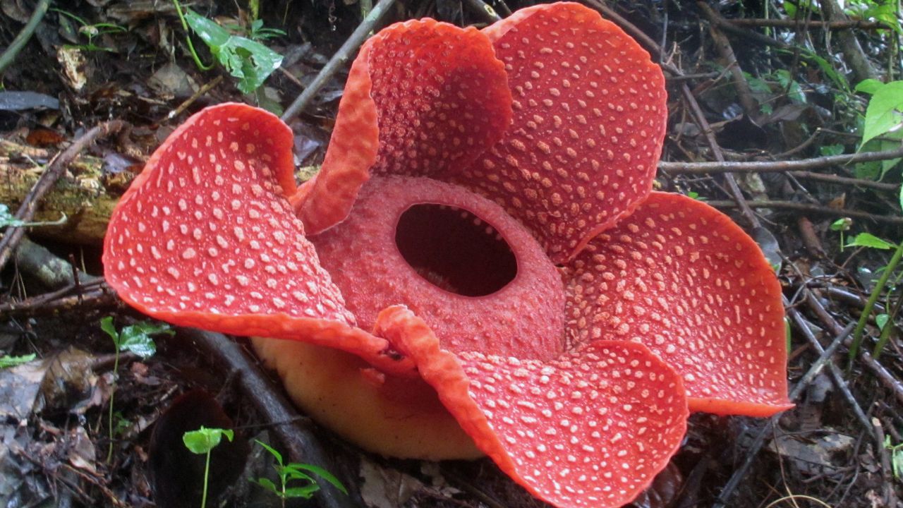 7 Most Rare and Unique Flowers in the World