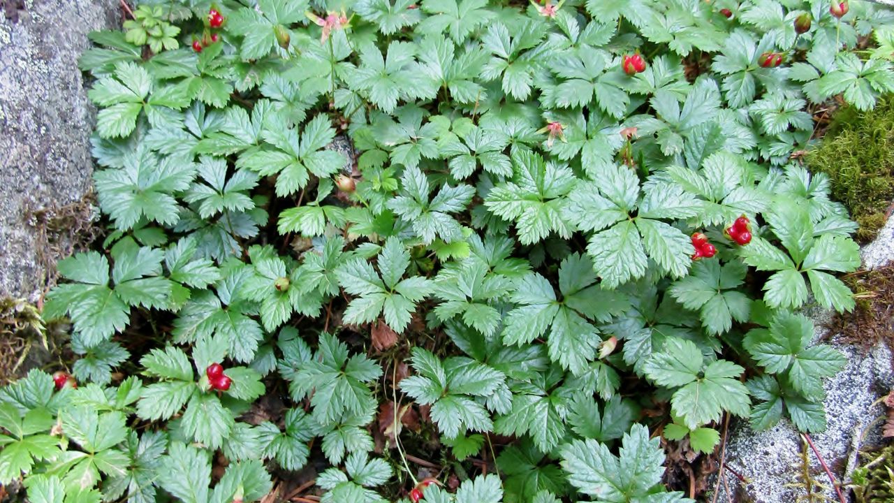 9 Best Ground Cover Plants That Transform Your Garden