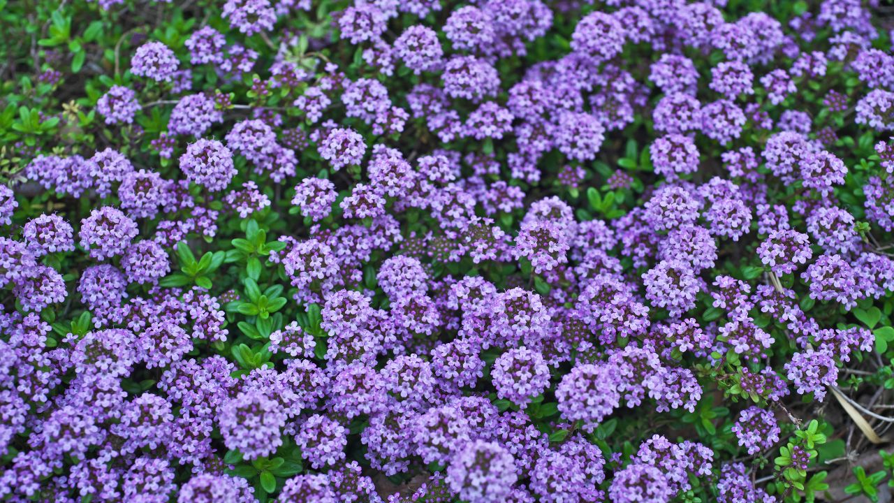 9 Best Ground Cover Plants That Transform Your Garden
