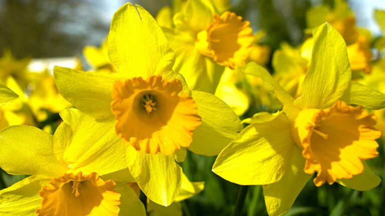 10 Most Deadliest Flowers in the World