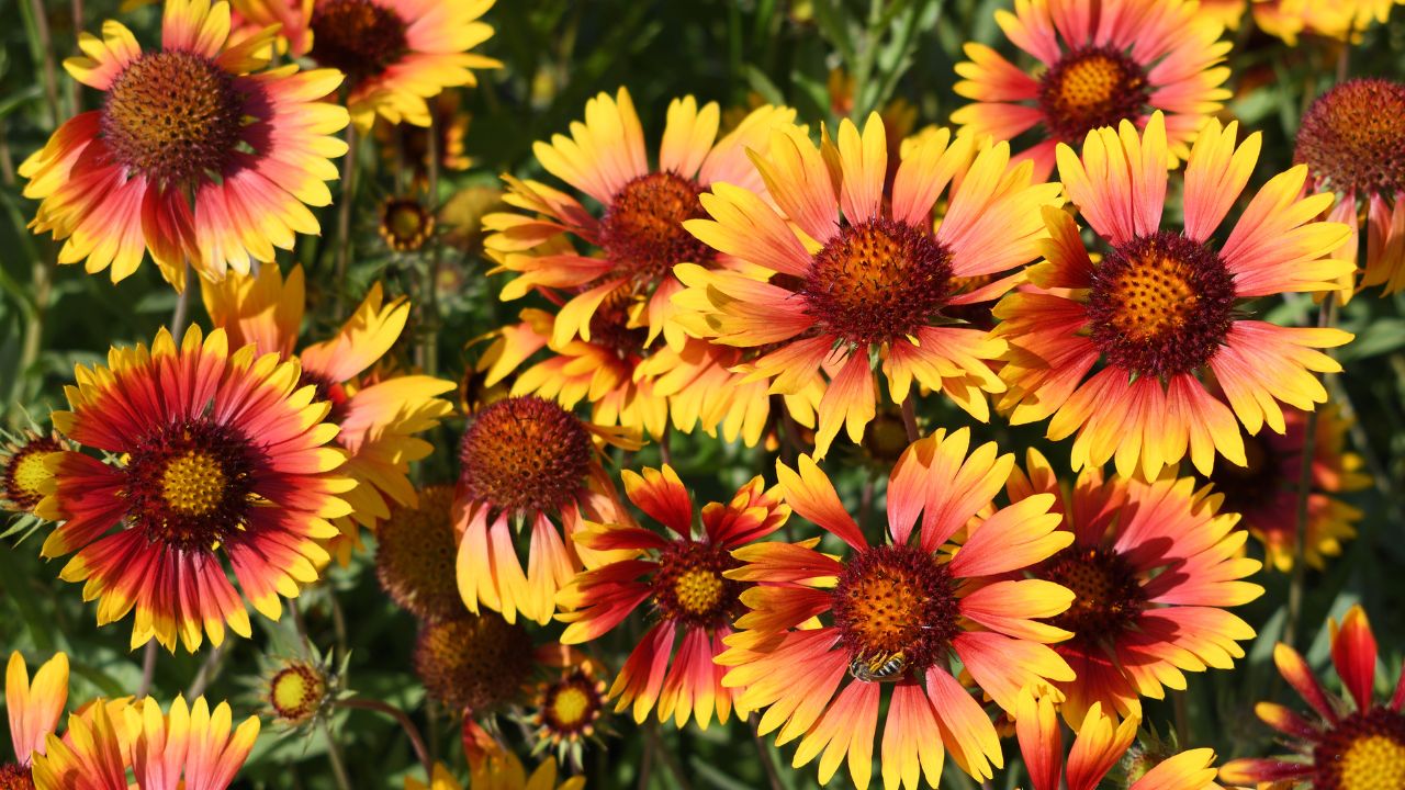 10 Best Plants for Small Gardens