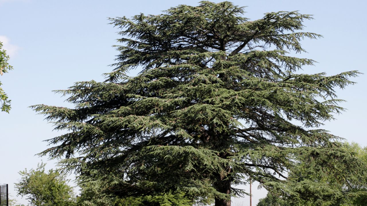 10 Best Trees to Plant in Alabama