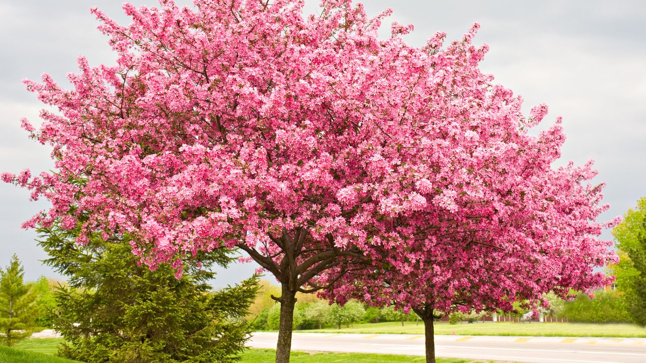 10 Best Trees to Plant in Alabama