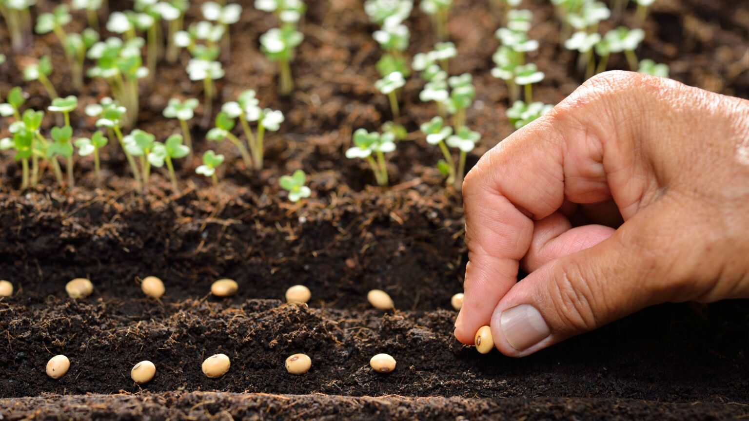 10 Best Fall Seeds to Plant in Fall Garden