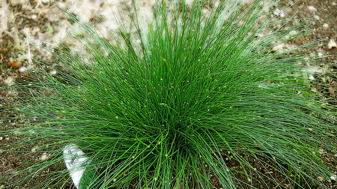 10 Best Plants for Rain Garden
