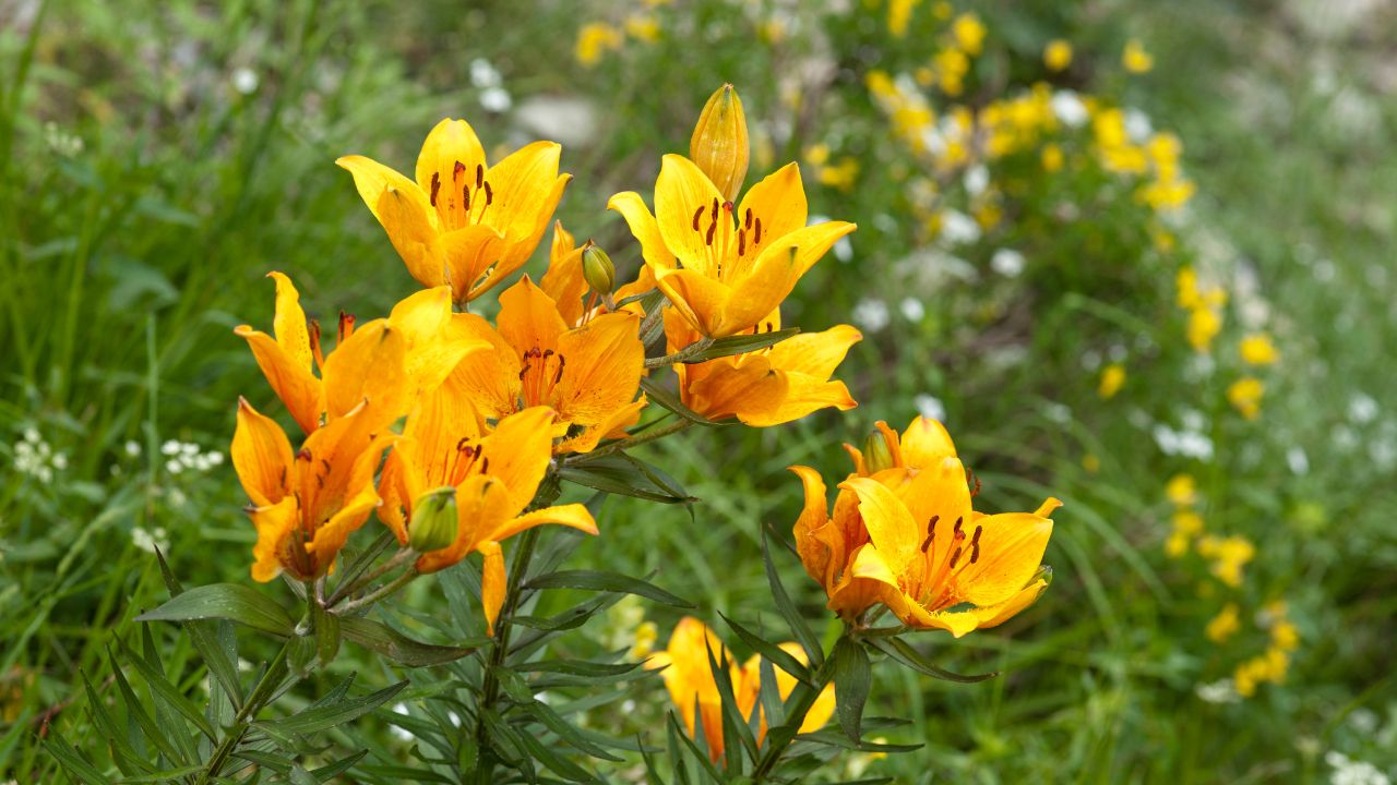 9 Rare Flowers in the World That Are Beautiful Too!