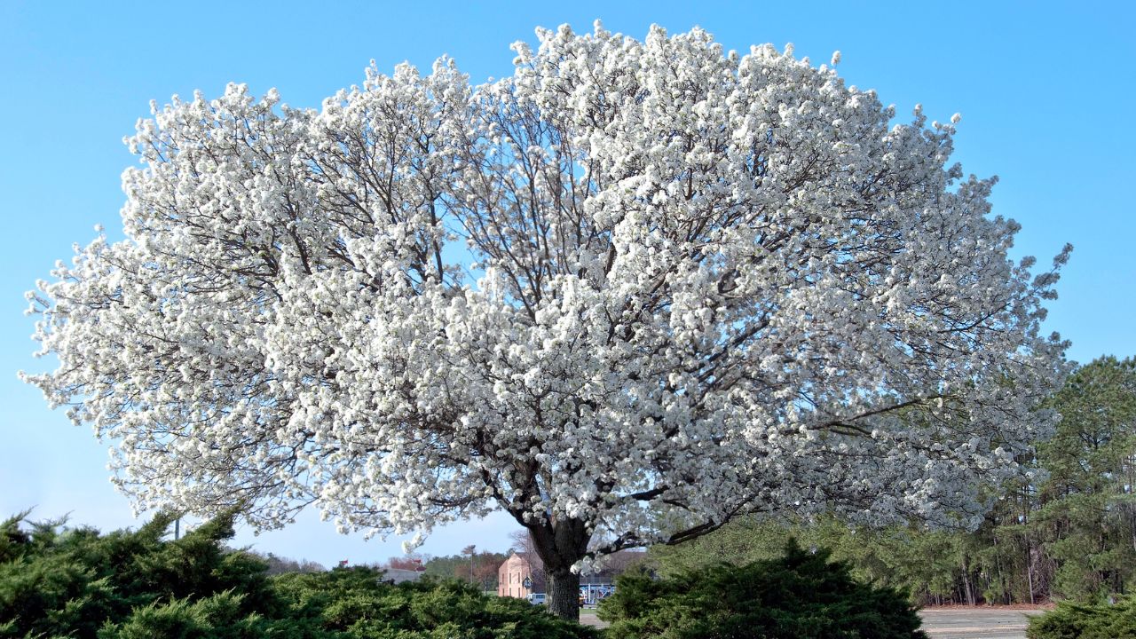 10 Best Trees to Plant in Alabama