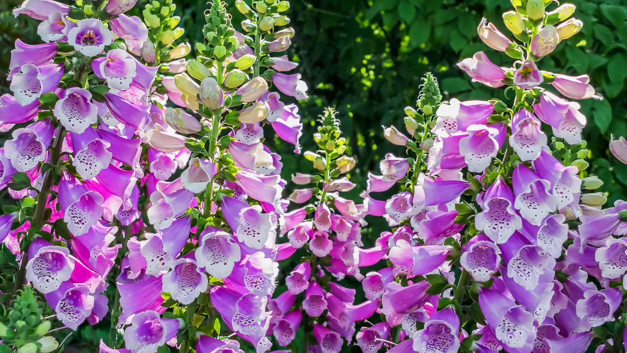 10 Most Deadliest Flowers in the World