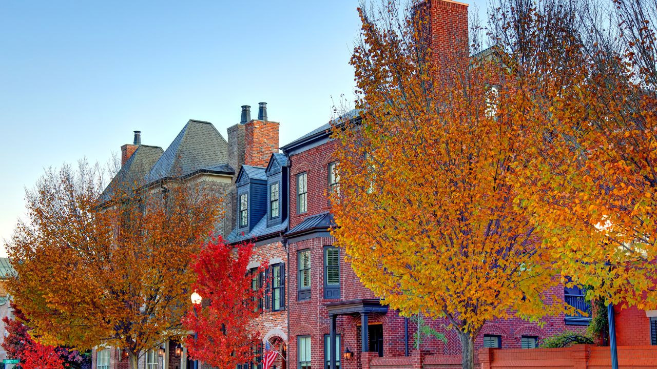 7 Best Fall Tree Colors to Light Up Your Landscape