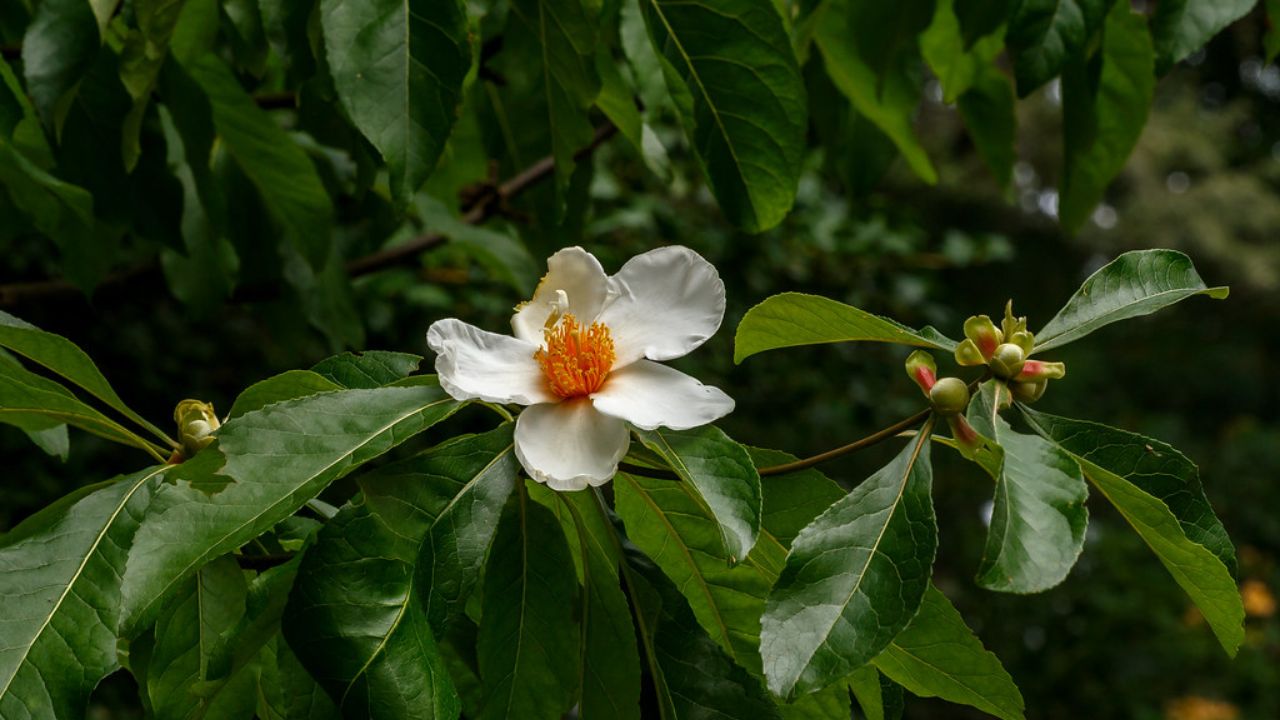 9 Rare Flowers in the World That Are Beautiful Too!