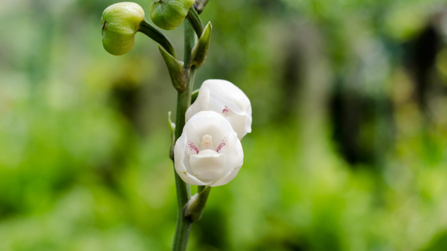 7 Most Rare and Unique Flowers in the World