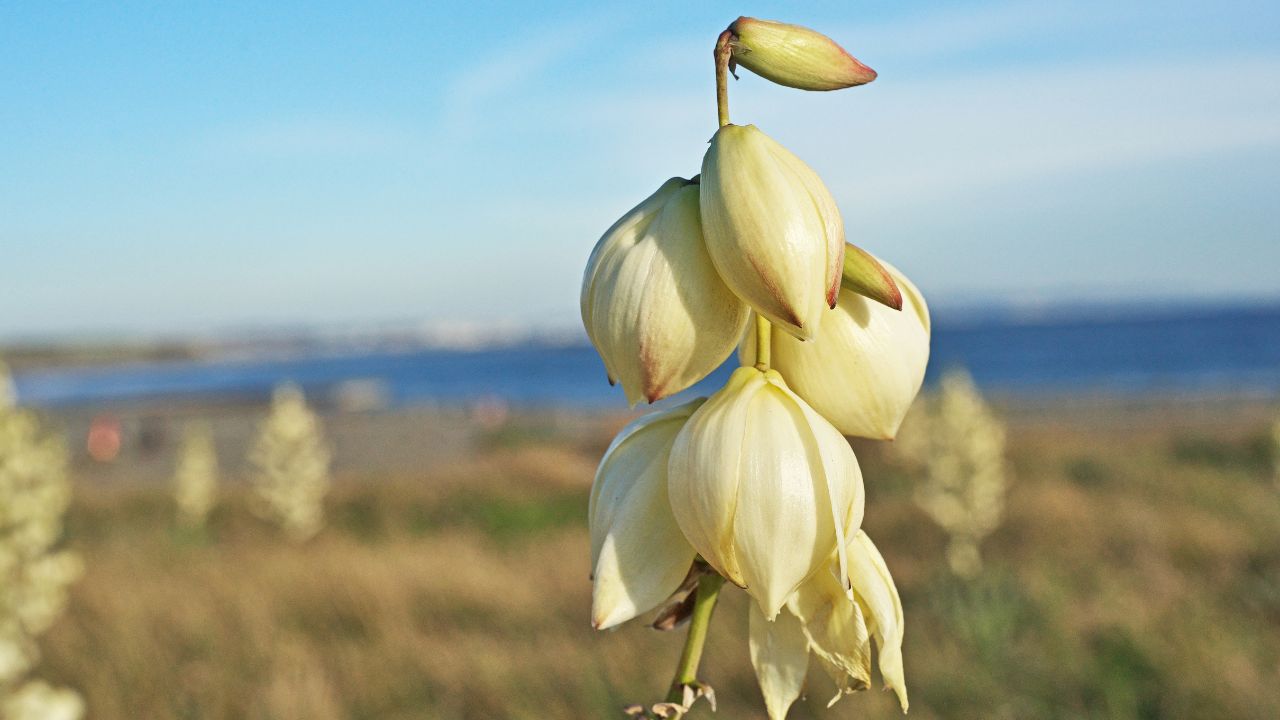 Discover the 7 Most Expensive Flowers in the World