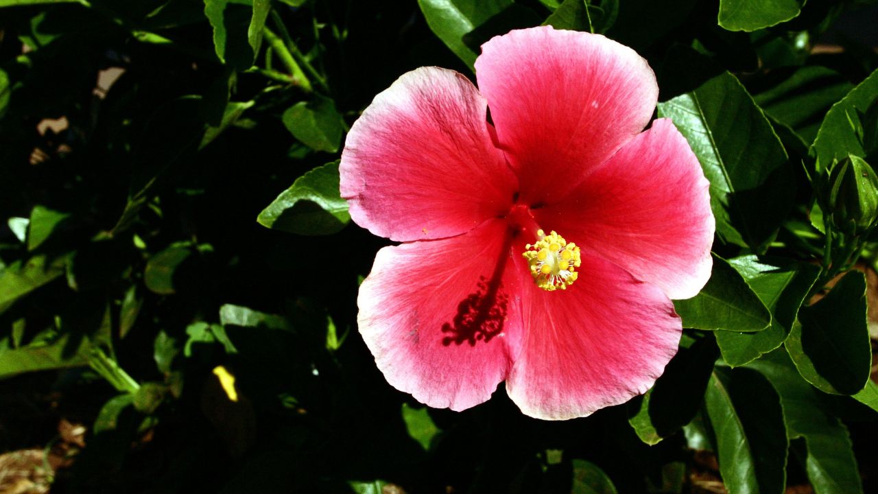 7 Most Colorful Flowers in the World