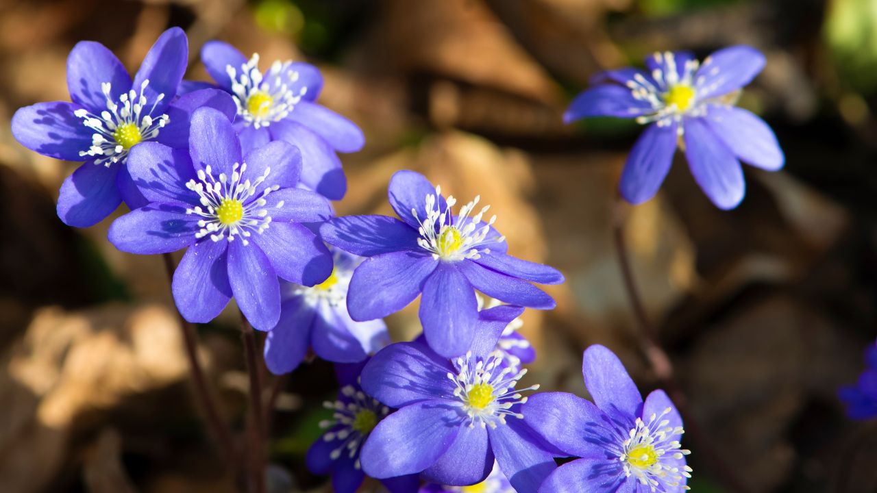 7 Best Perennials to Plant Under Maple Tree
