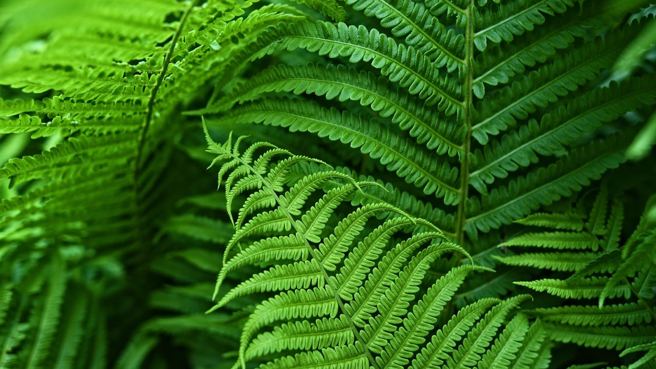 9 Best Plants for Betta Fish in Your Aquarium