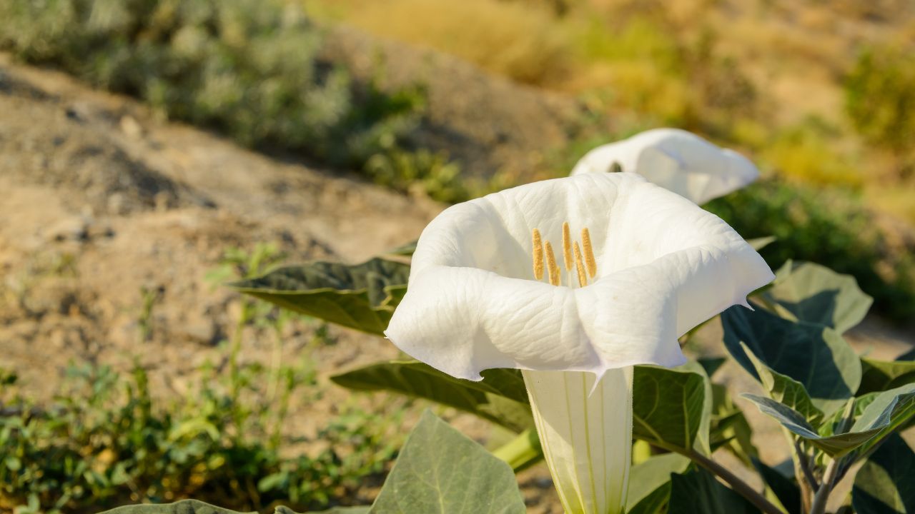 10 Most Deadliest Flowers in the World