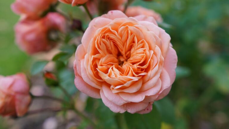 9 Rare Flowers in the World That Are Beautiful Too!