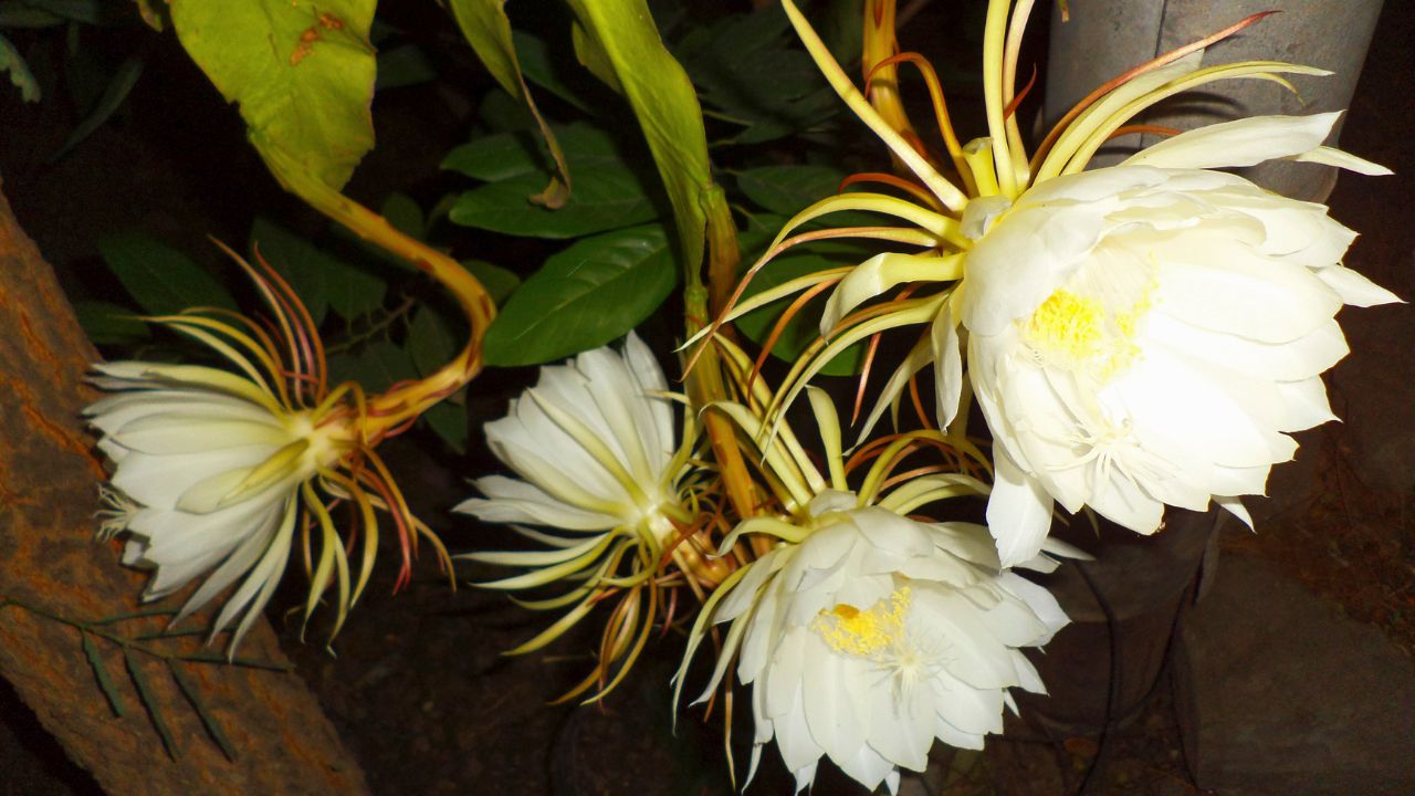 Discover the 7 Most Expensive Flowers in the World