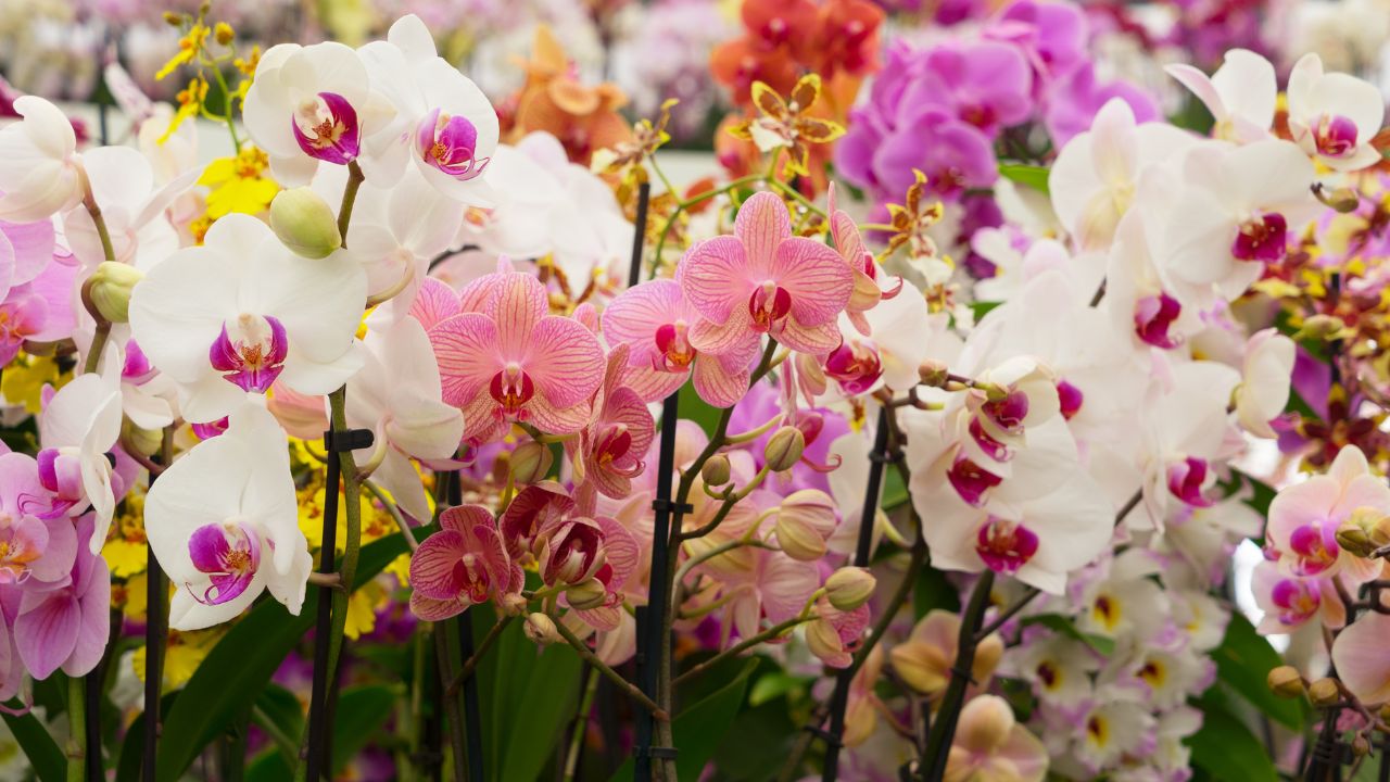 9 Rare Flowers in the World That Are Beautiful Too!