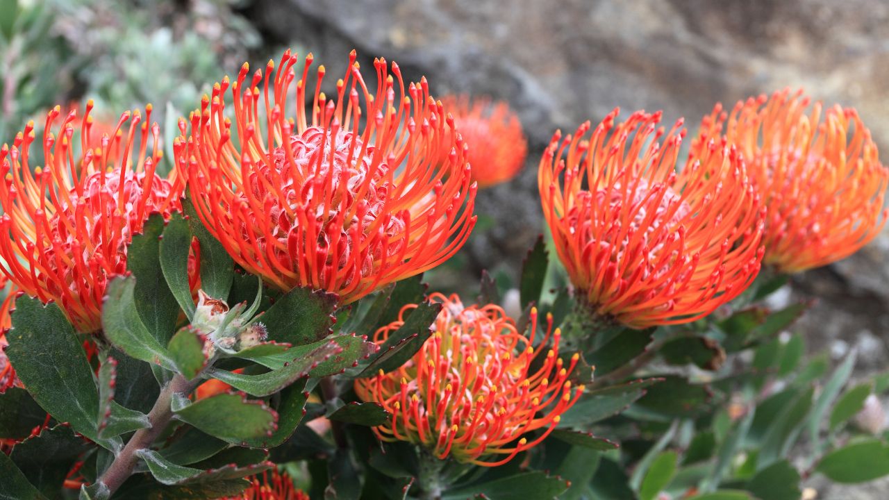 9 Rare Flowers in the World That Are Beautiful Too!