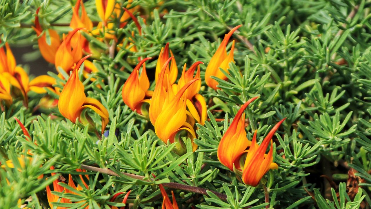 9 Rare Flowers in the World That Are Beautiful Too!