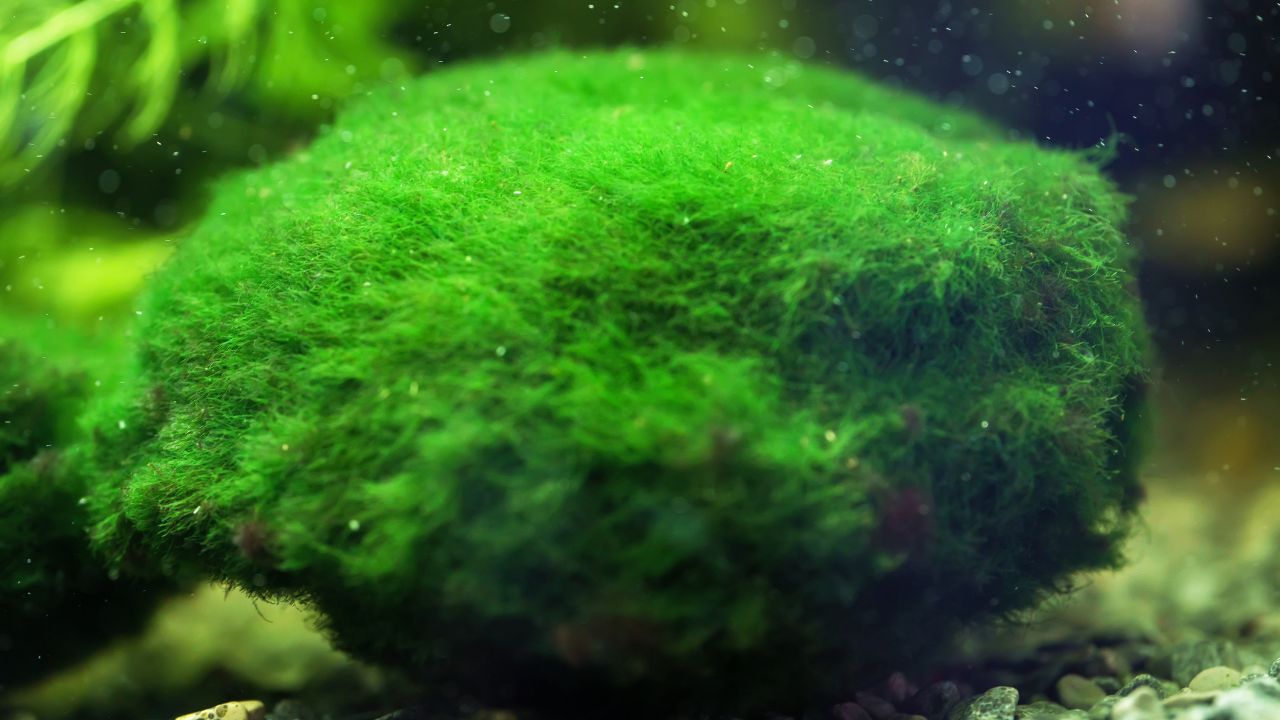 9 Best Plants for Betta Fish in Your Aquarium