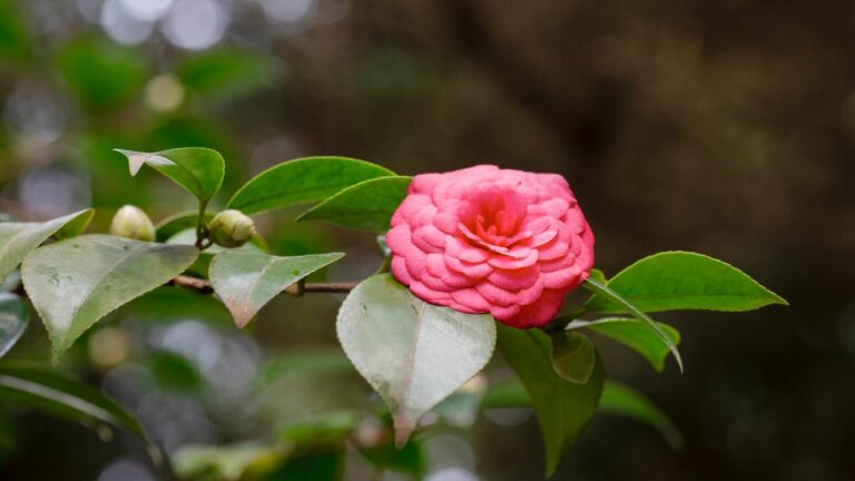 9 Rare Flowers in the World That Are Beautiful Too!