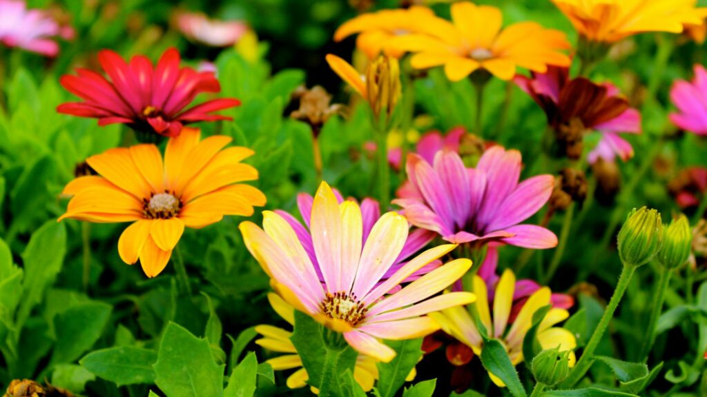7 Most Colorful Flowers in the World