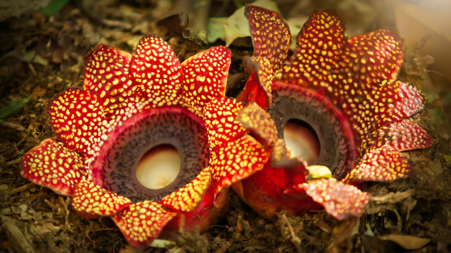 10 Most Deadliest Flowers In The World 10 Most Deadliest Flowers In The World